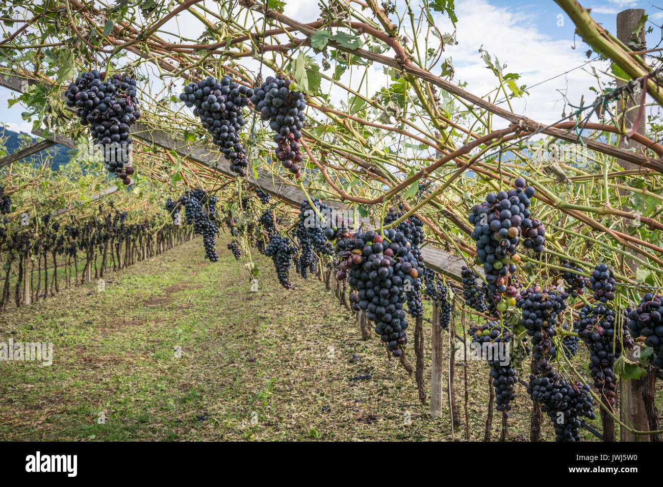 Vineyard and grapes damaged after severe storm with hail destroying the ...