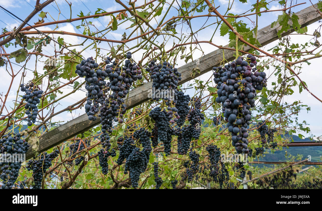 Vineyard and grapes damaged after severe storm with hail destroying the ...