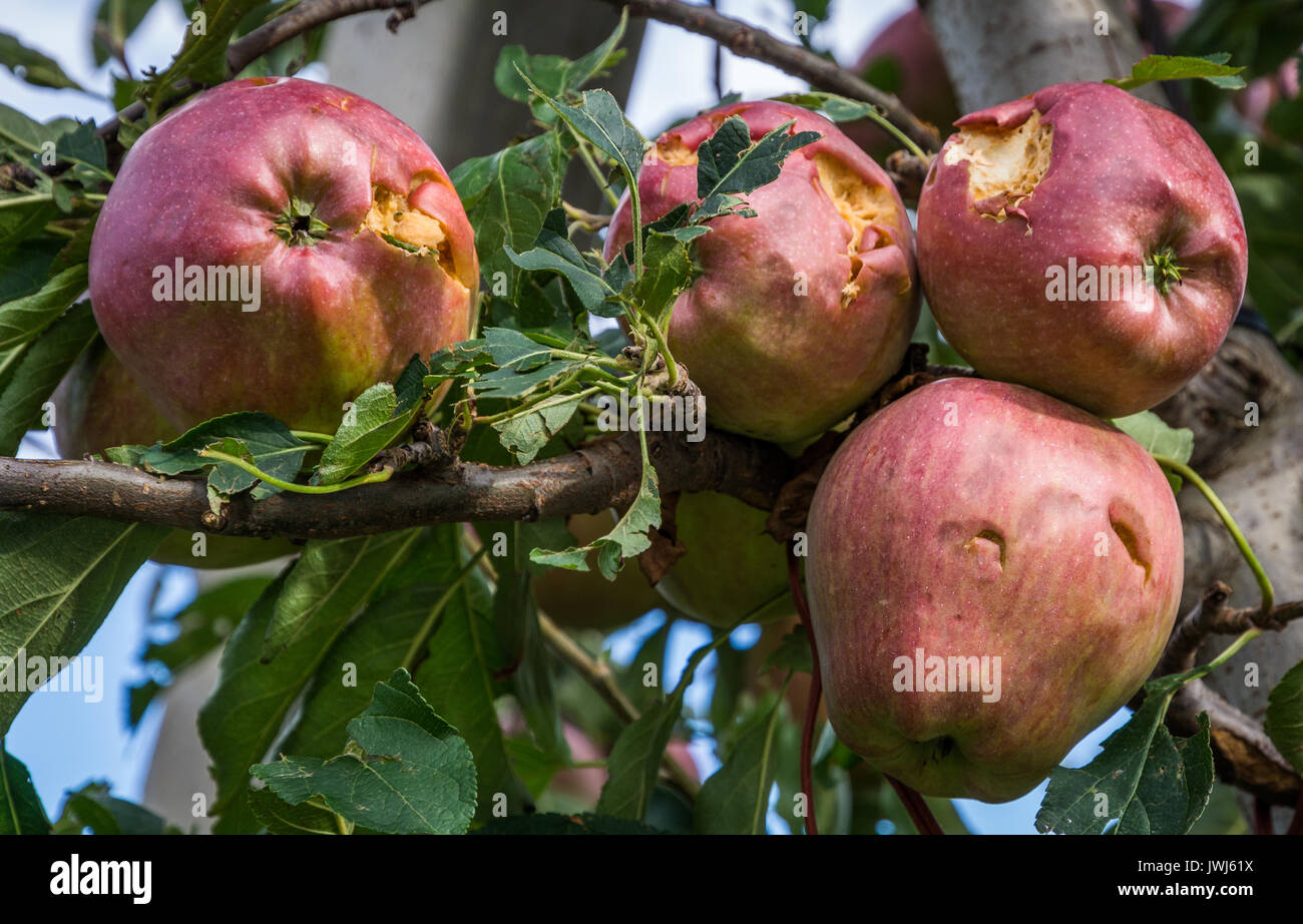 Storm damaged plantation hi-res stock photography and images - Alamy