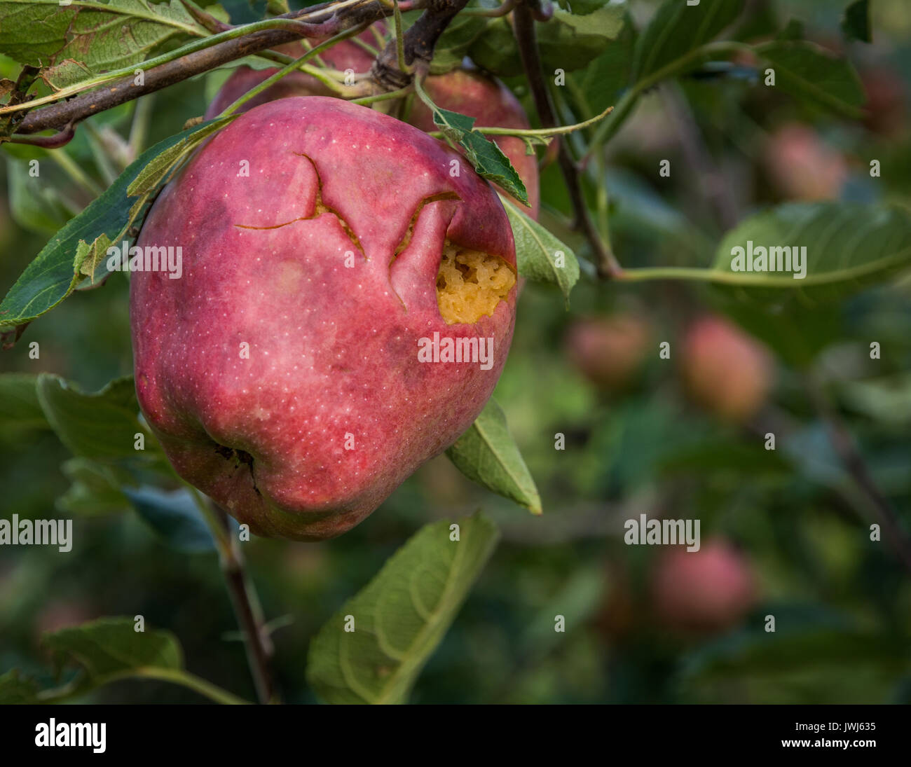 apples damaged by hail storm. the hailstorms have almost entirely wiped ...