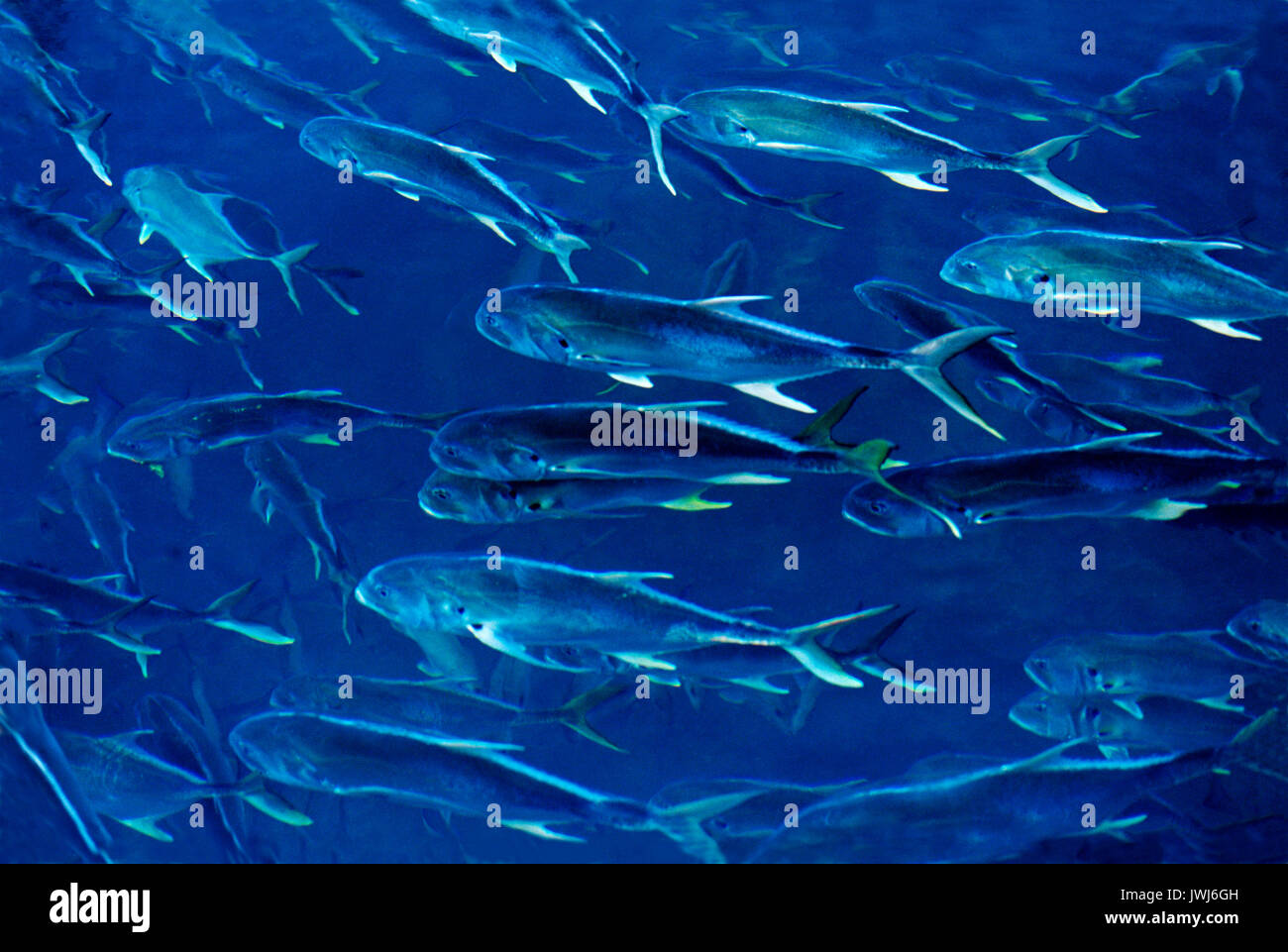 Common jack fish hi-res stock photography and images - Alamy
