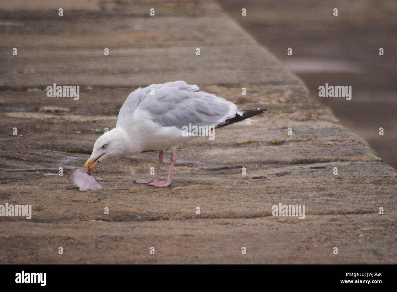 Gull caught a fish hi-res stock photography and images - Alamy
