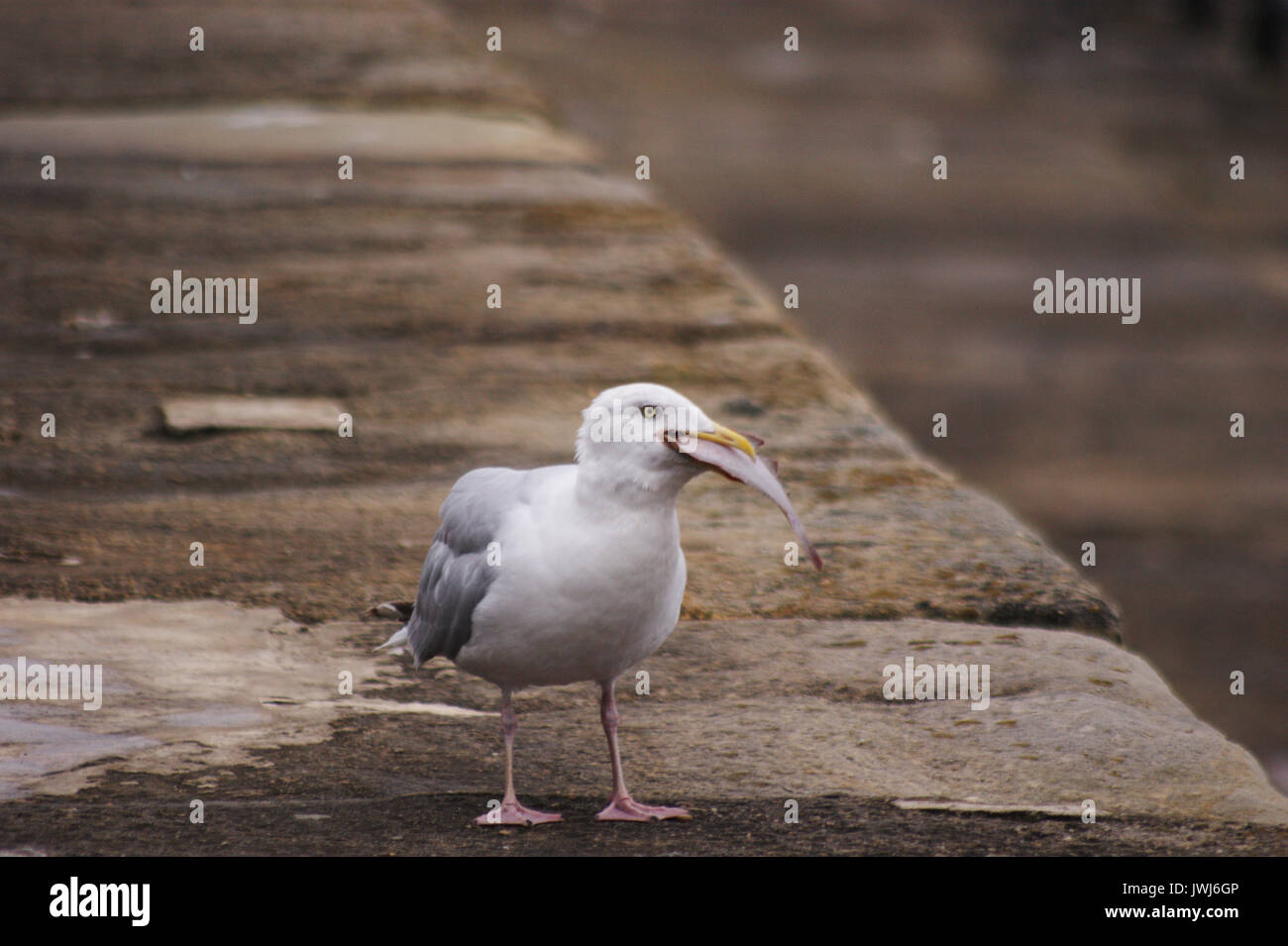 Seagull seabird eating a meal of a dead fish it has caught on the sea ...