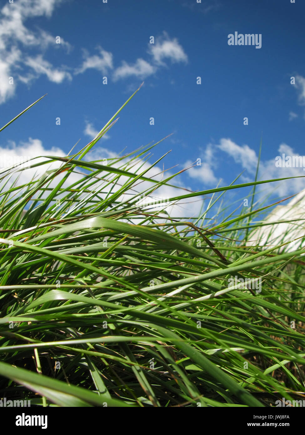 Pulling out weeds hi-res stock photography and images - Alamy