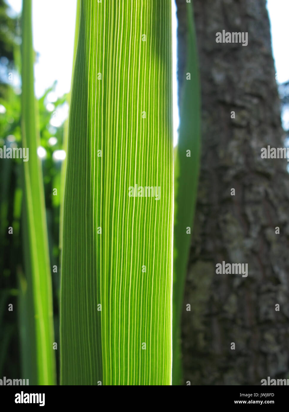 Palm trees vector hi-res stock photography and images - Alamy