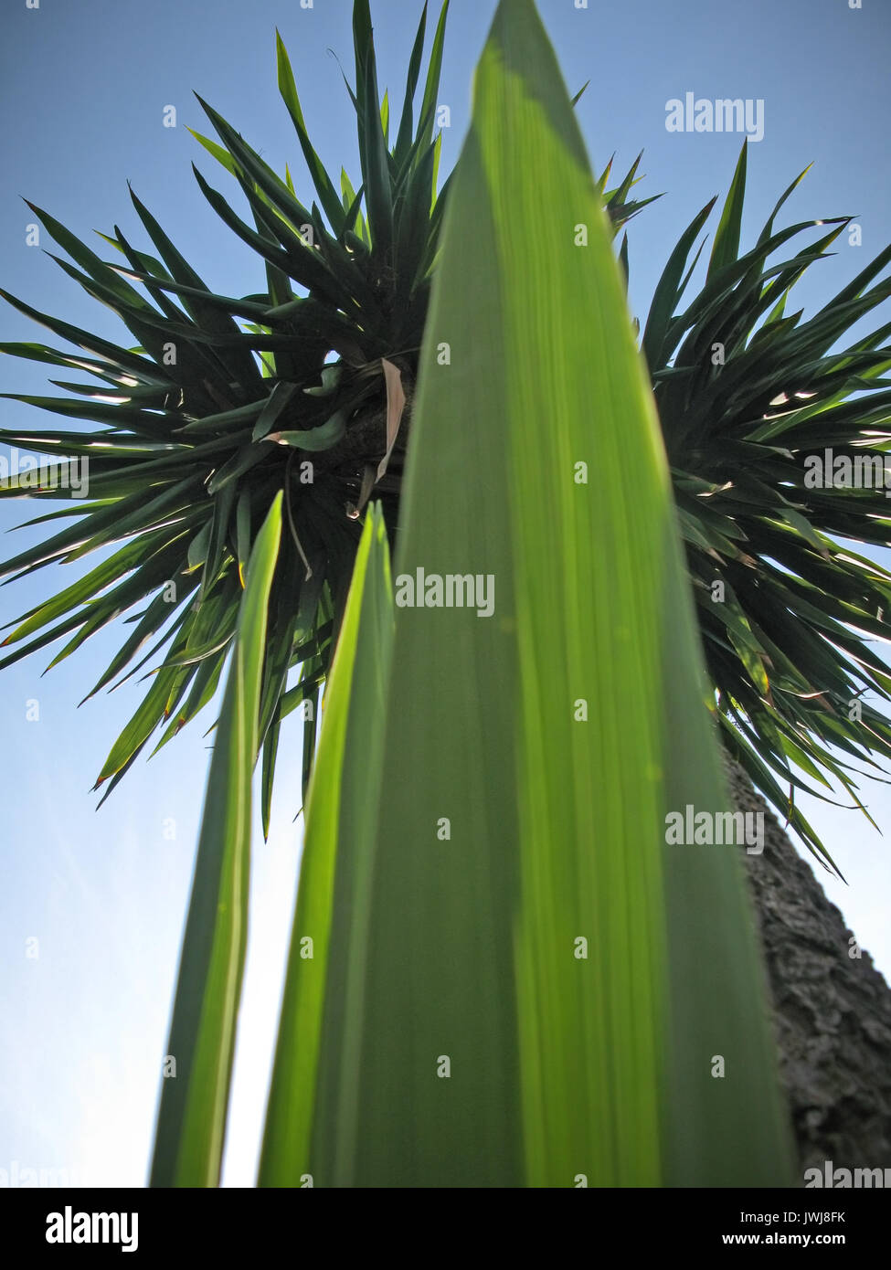 Palm vector hi-res stock photography and images - Alamy
