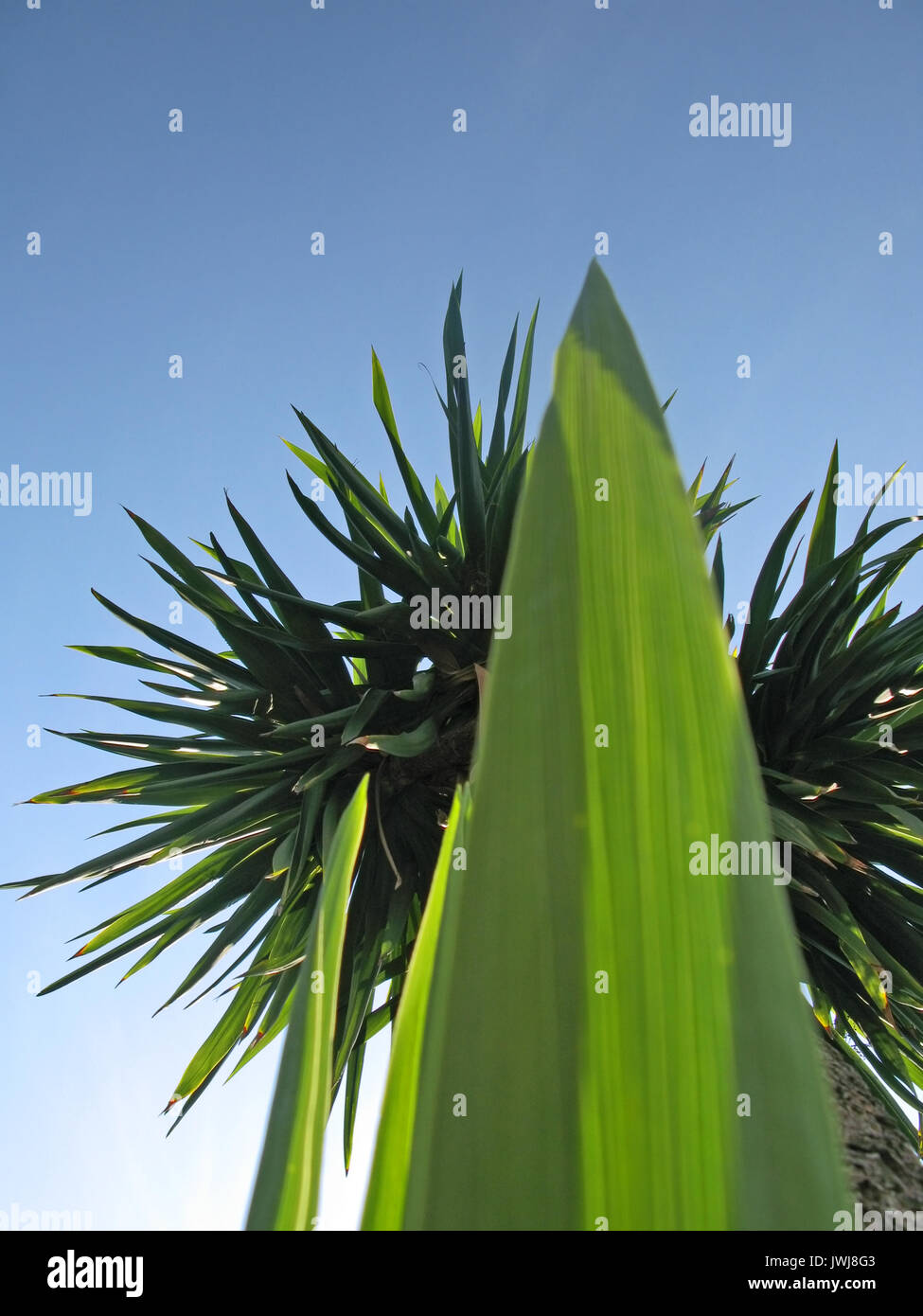 Vector palm trees hi-res stock photography and images - Alamy