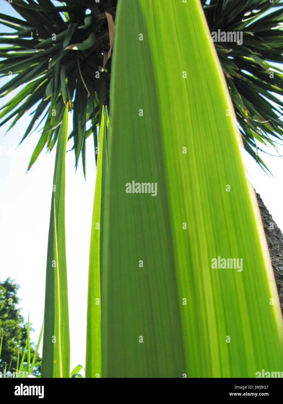 Vector palm trees hi-res stock photography and images - Alamy