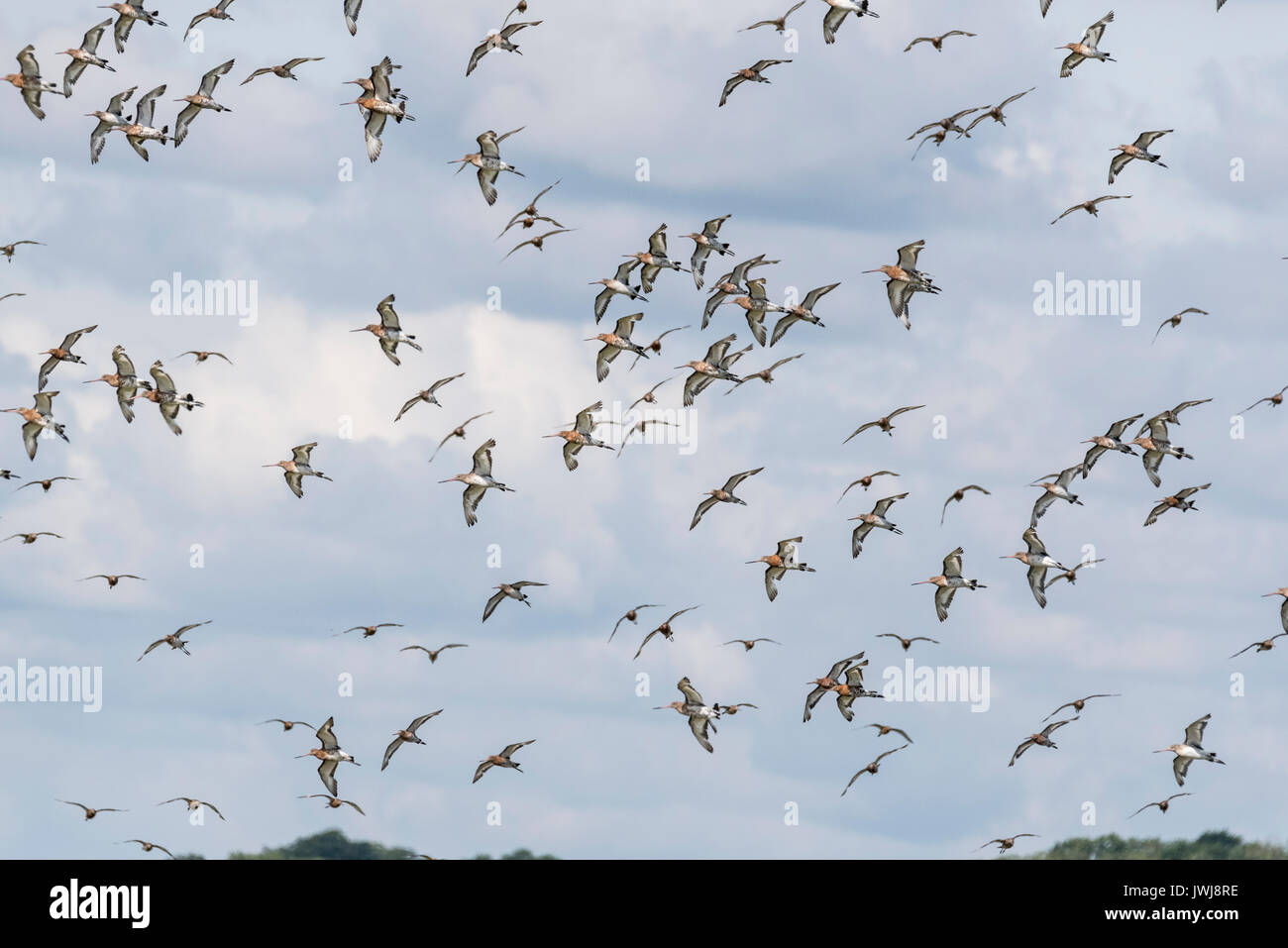 Late summer flock of Black-Tailed Godwits (Limosa limosa Stock Photo ...