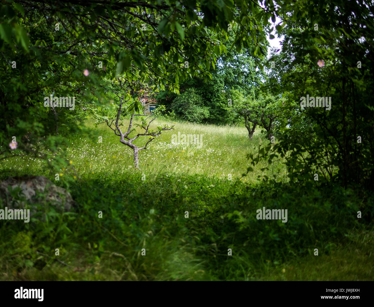 Tree in a meadow Stock Photo - Alamy