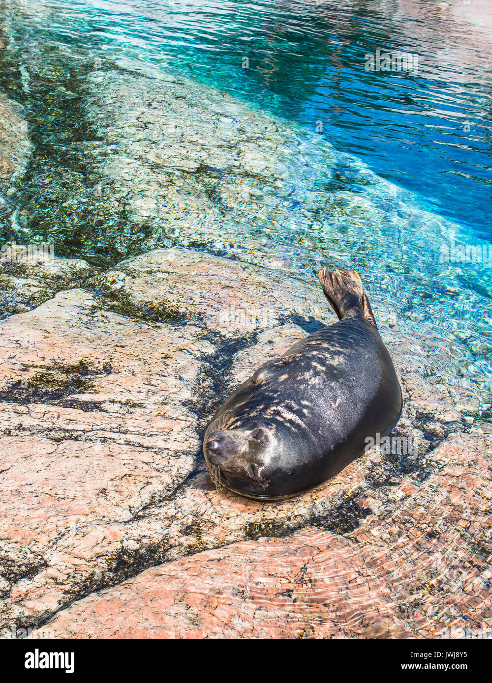 Seal sleeping in the sun Stock Photo - Alamy