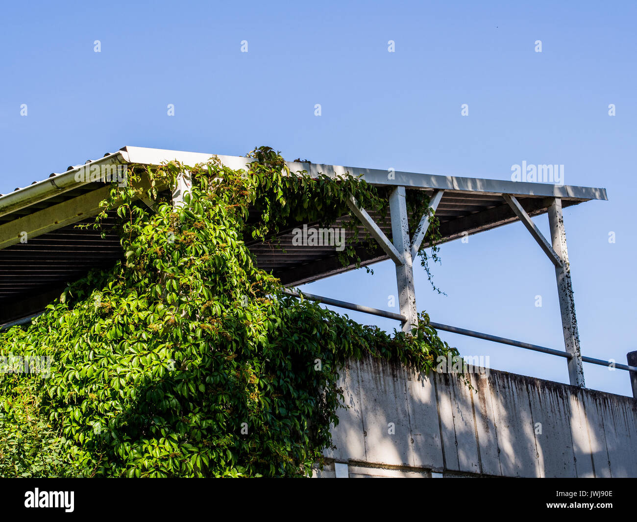 Plants growing on a building Stock Photo - Alamy