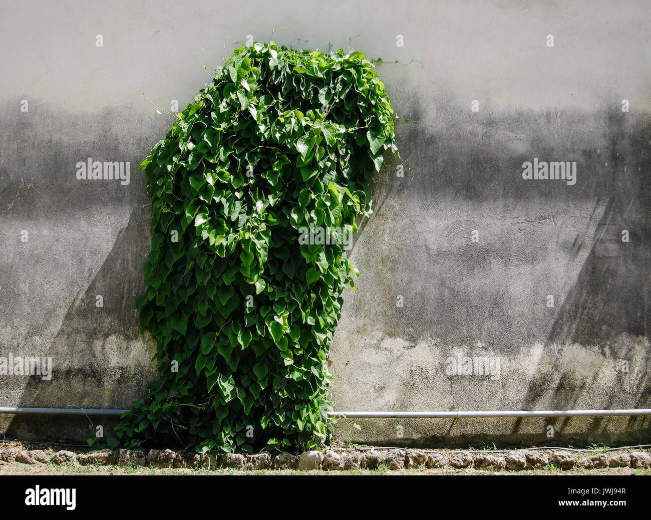 Plants growing out of a concrete wall Stock Photo - Alamy