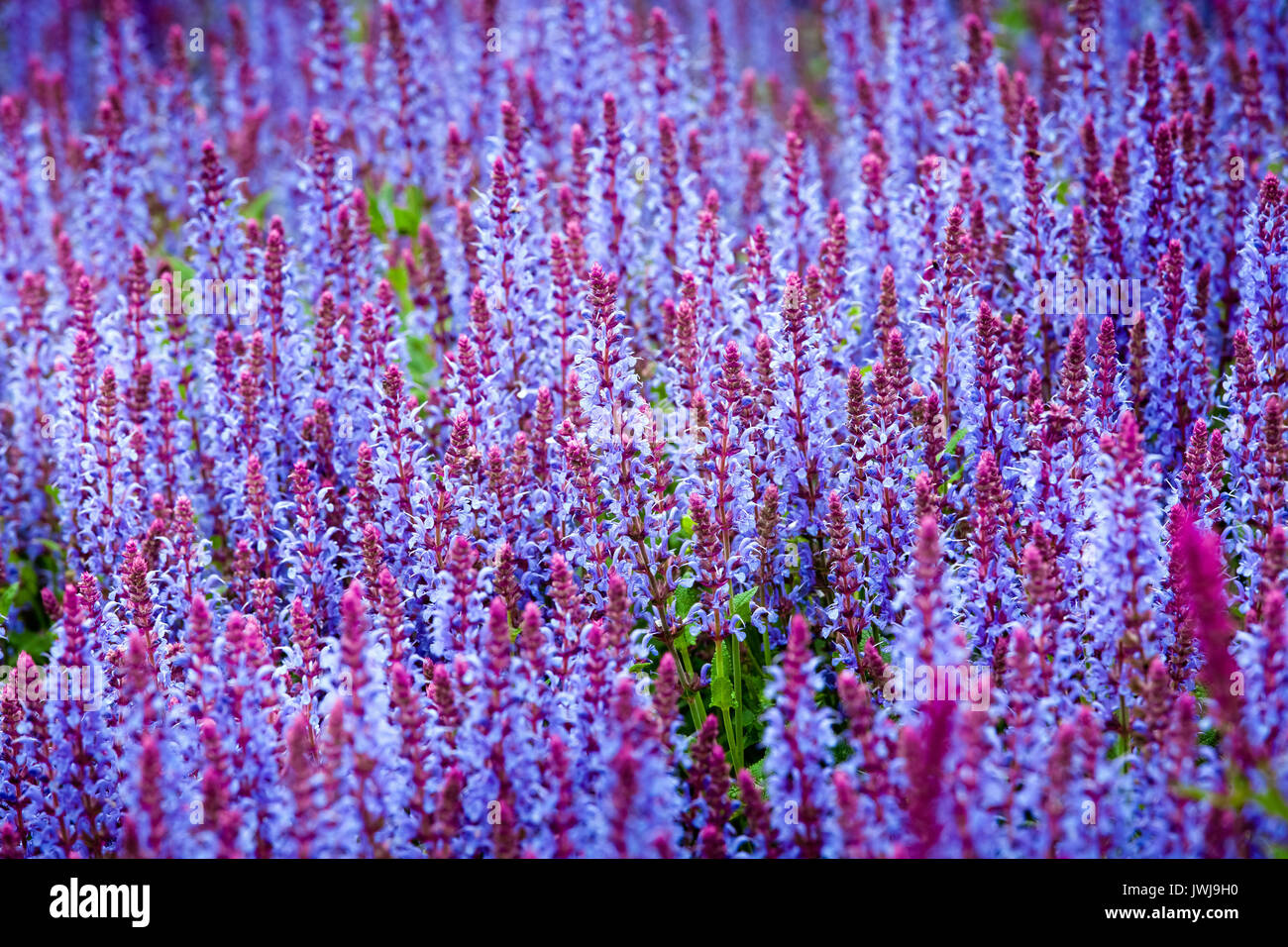 Salvia flower (disambiguation) the largest genus of plants in the mint ...