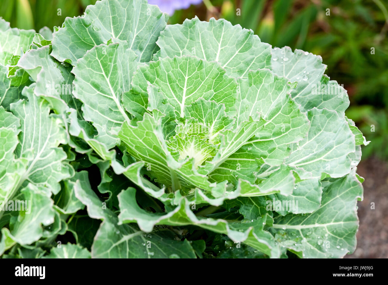 Close up view of cabbage leaves. Vegetables healthy food background ...