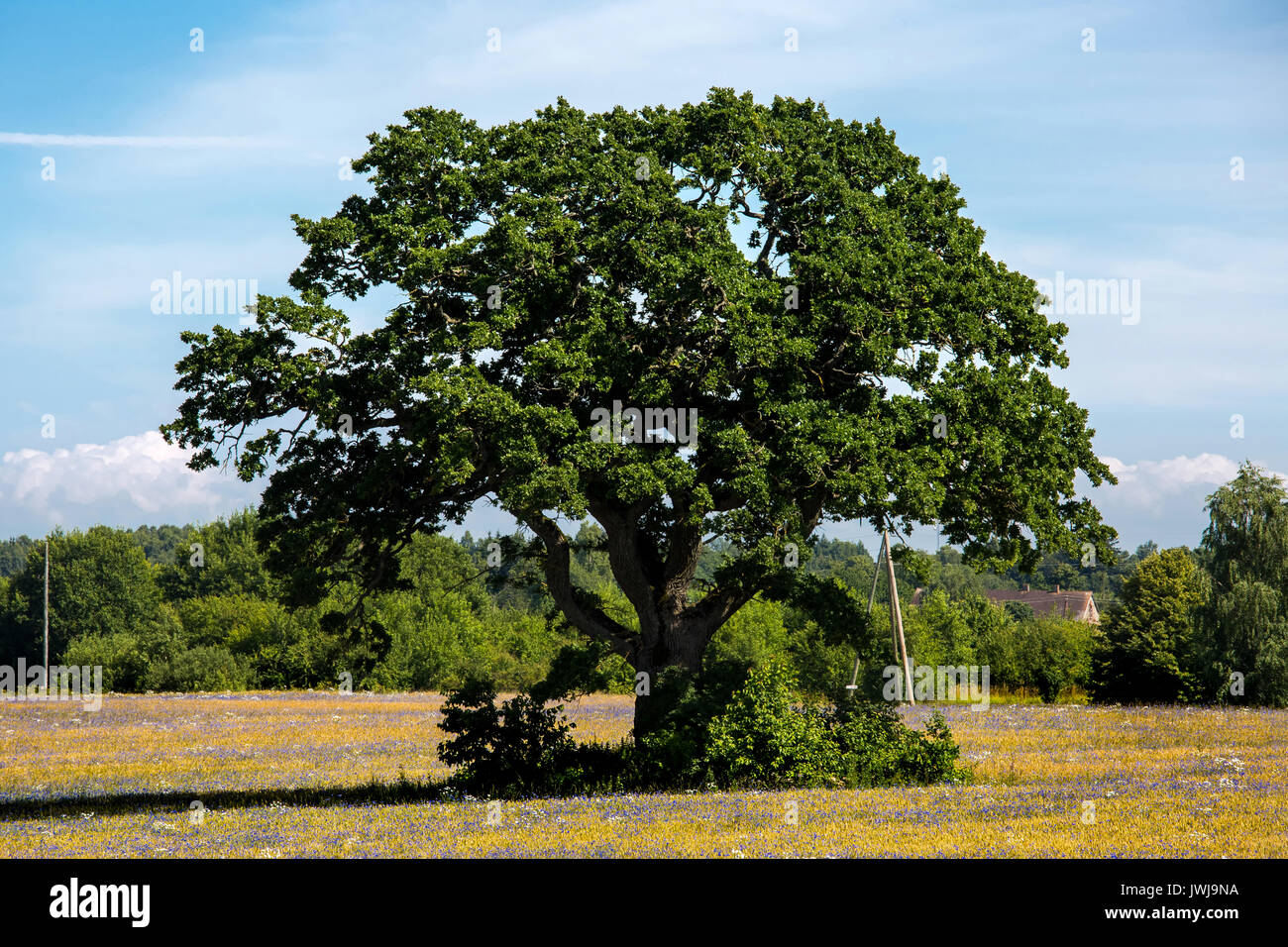 Green oak tree in hi-res stock photography and images - Alamy