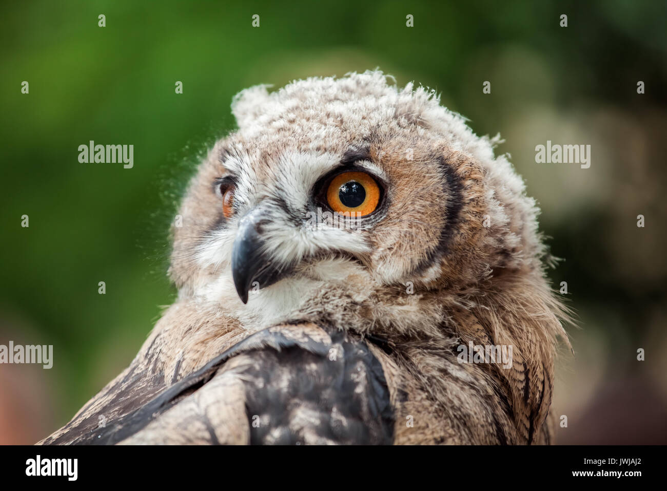Owl head close up view Stock Photo - Alamy