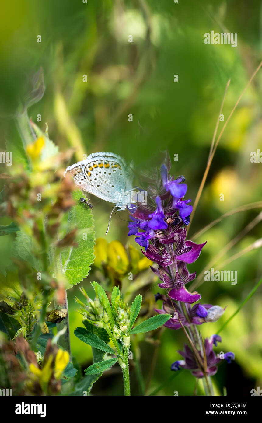 Little butterfly hi-res stock photography and images - Alamy
