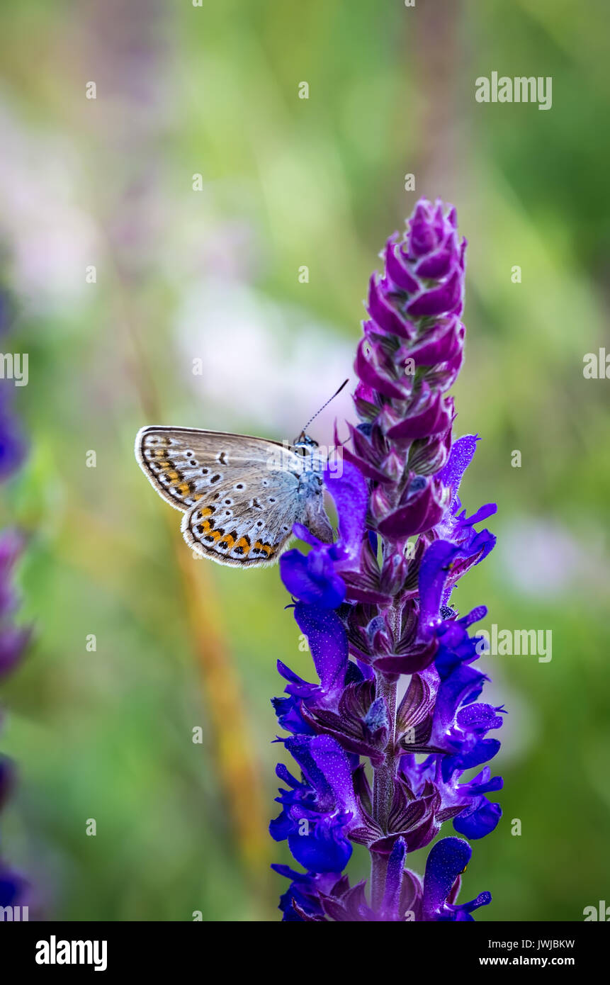 Little butterfly hi-res stock photography and images - Alamy