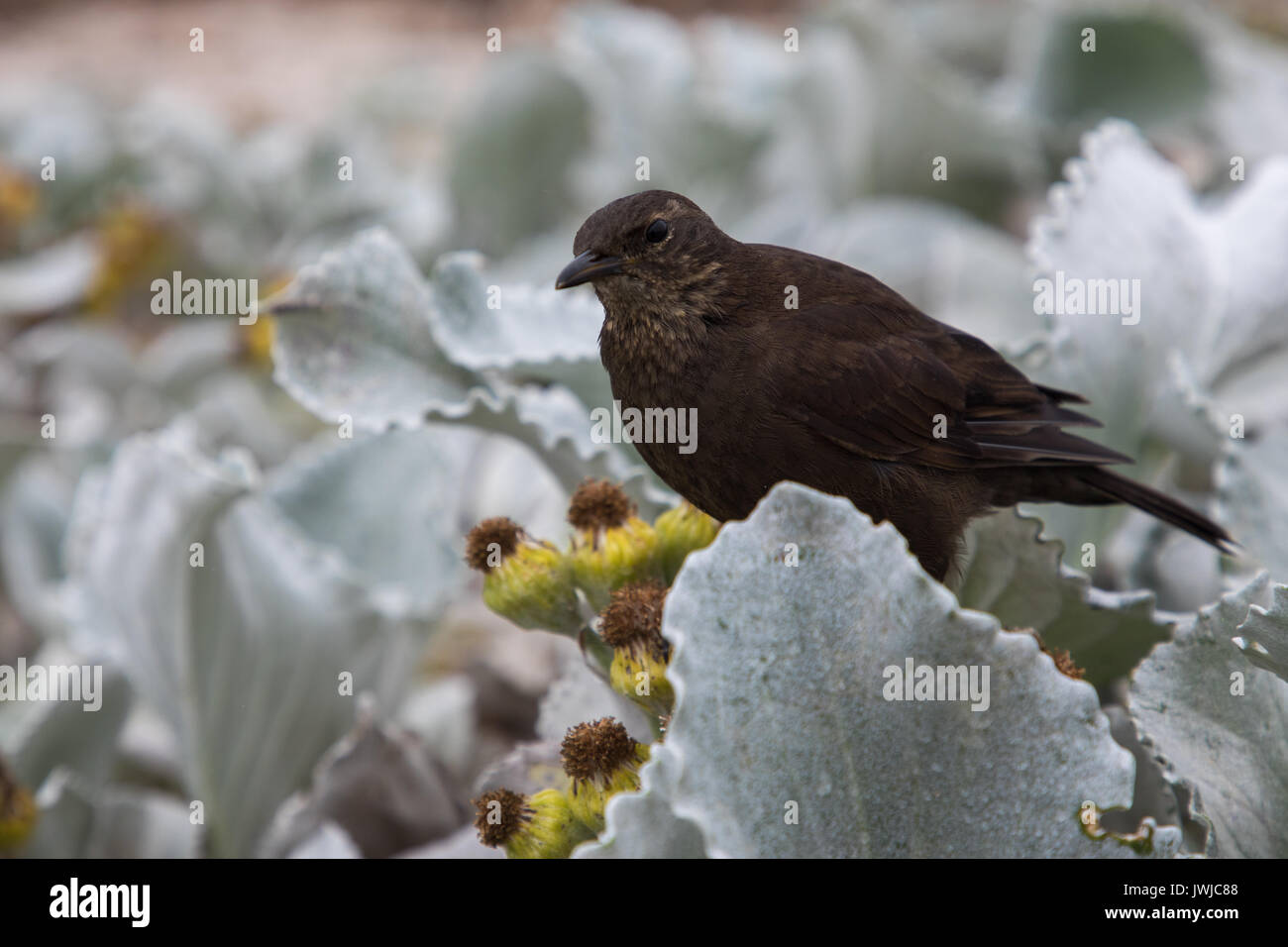 Bird carcass hi-res stock photography and images - Alamy
