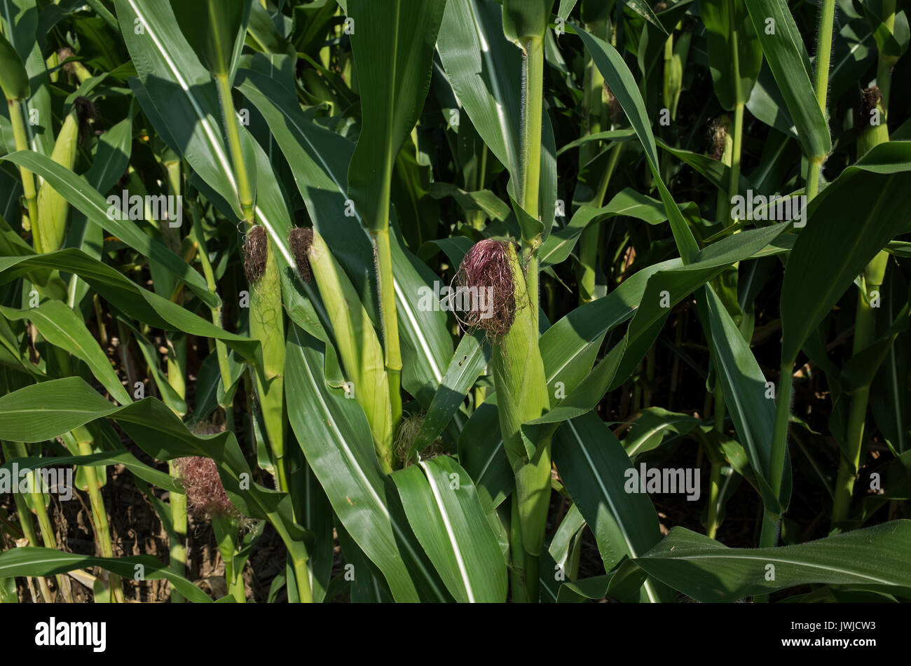 Principal staple food hi-res stock photography and images - Alamy