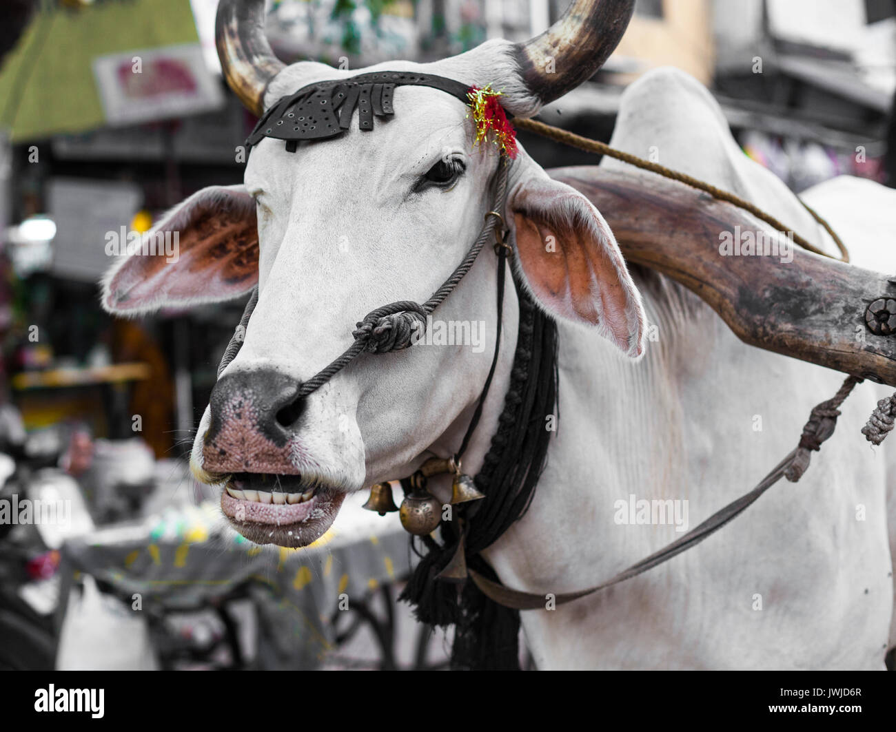Streets Of Vrindavan High Resolution Stock Photography and Images - Alamy