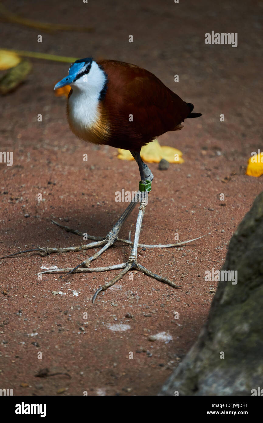 African jungle hi-res stock photography and images - Alamy