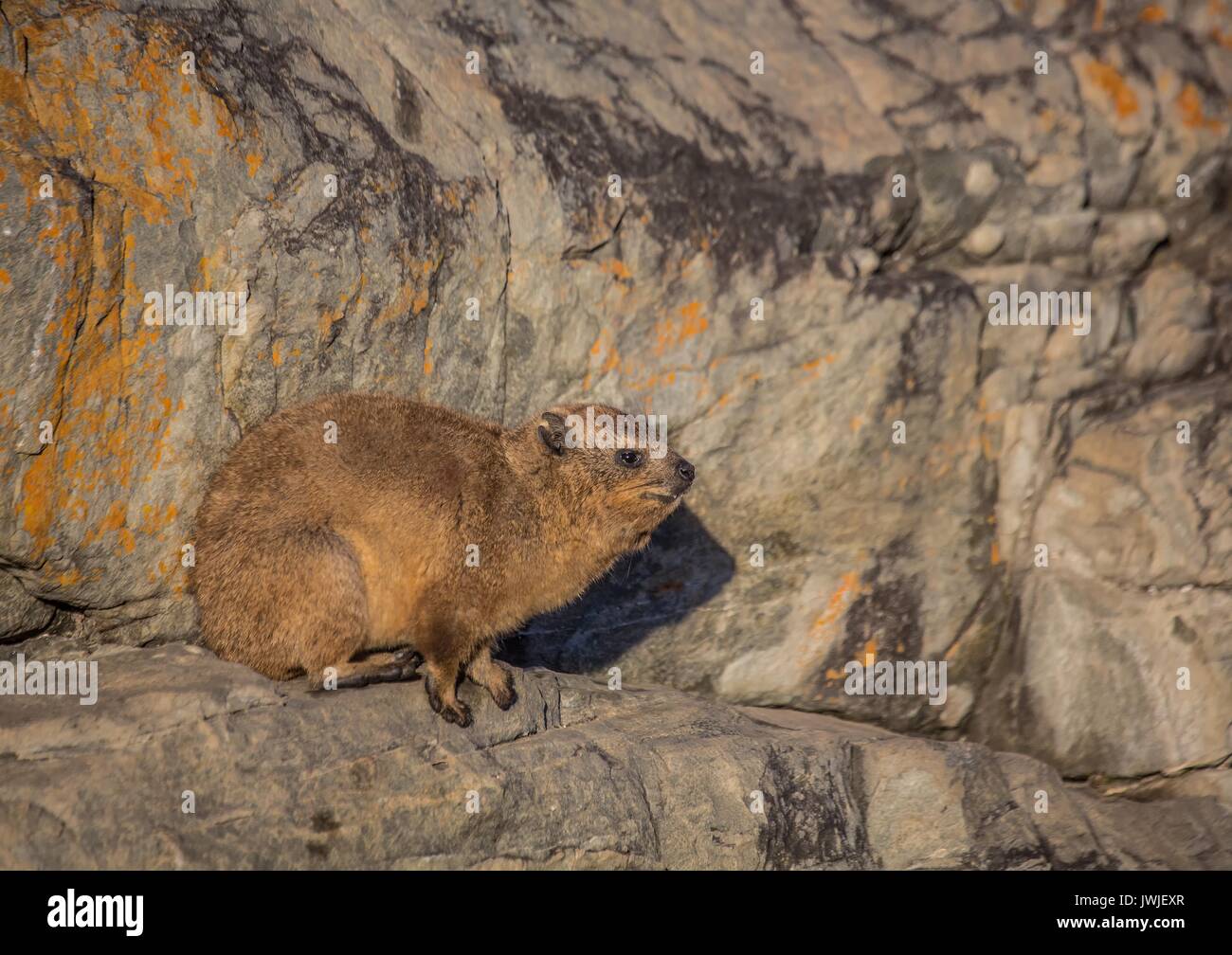 Sun bathing rock hyrax aka Procavia capensis at the Otter Trais at the ...