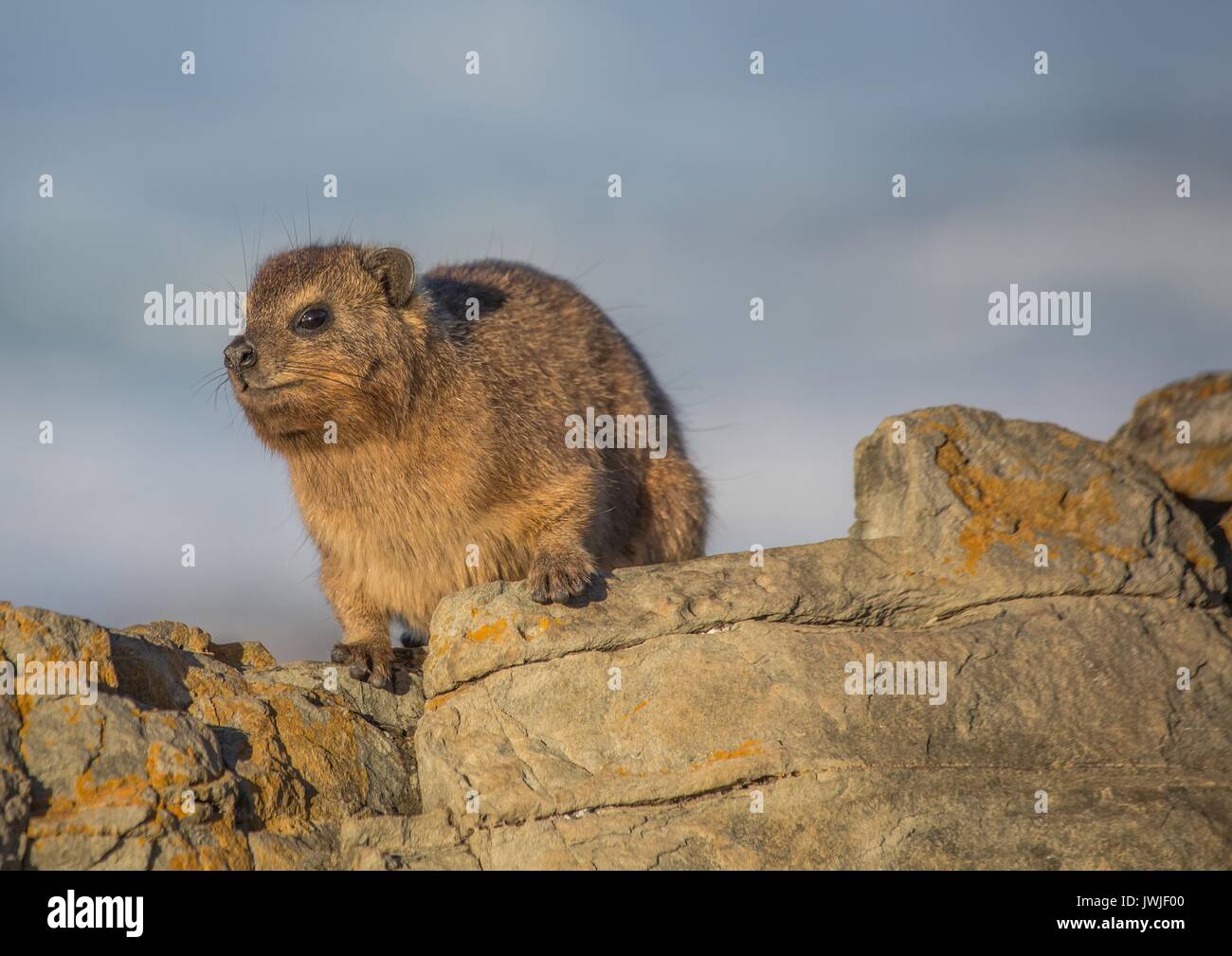 Sun bathing rock hyrax aka Procavia capensis at the Otter Trais at the ...