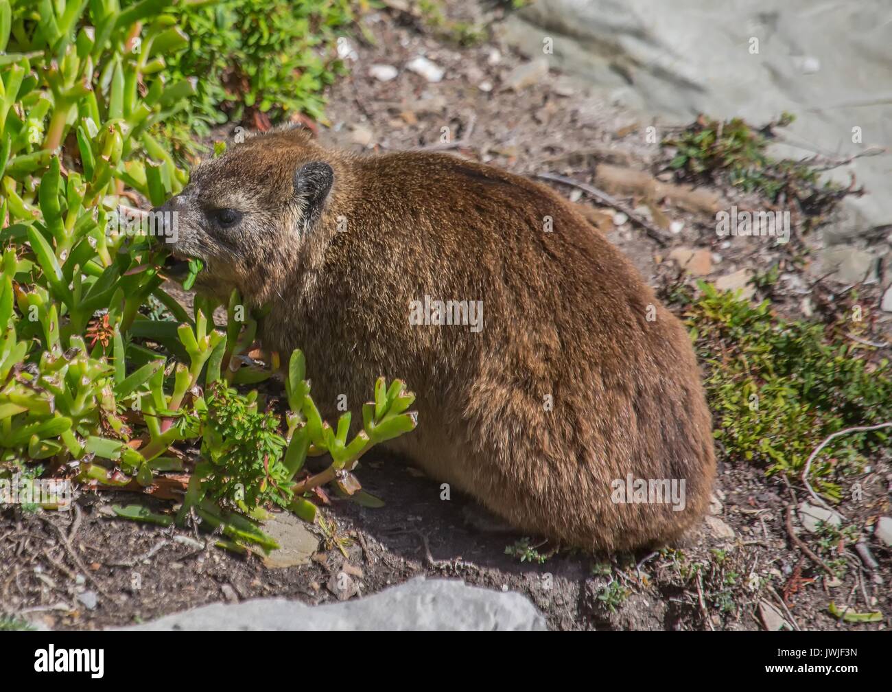 Sun bathing rock hyrax aka Procavia capensis at the Otter Trais at the ...