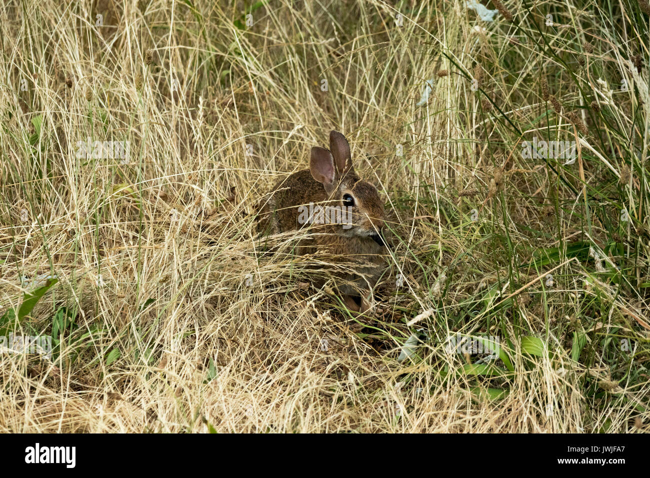 Seattle rabbit hi-res stock photography and images - Alamy