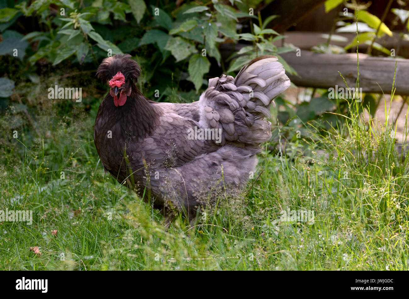 Grey hen in a free range on backyard, fowl-run Stock Photo - Alamy