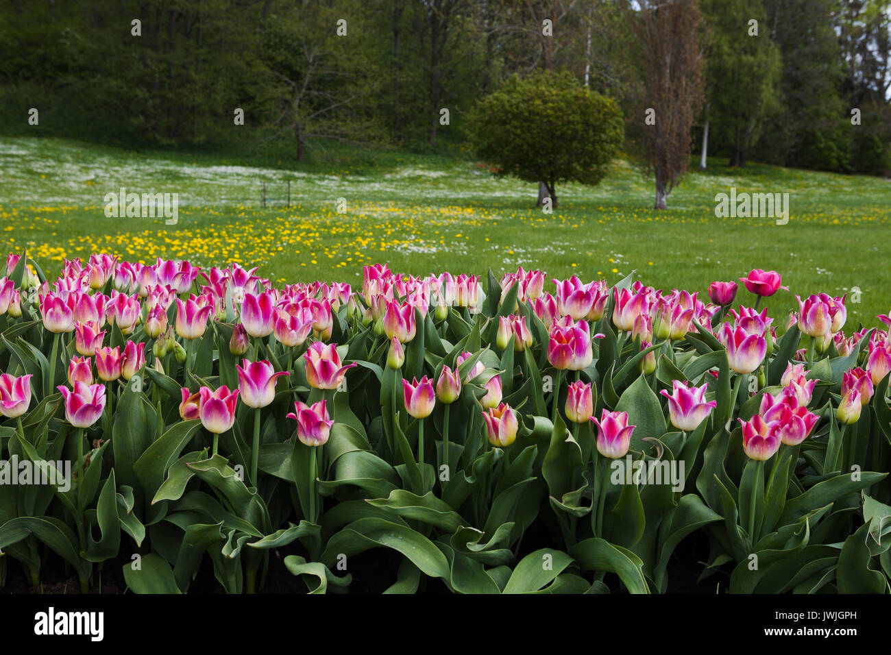 Beautiful violet and white tulips. Summer garden landscape design Stock ...