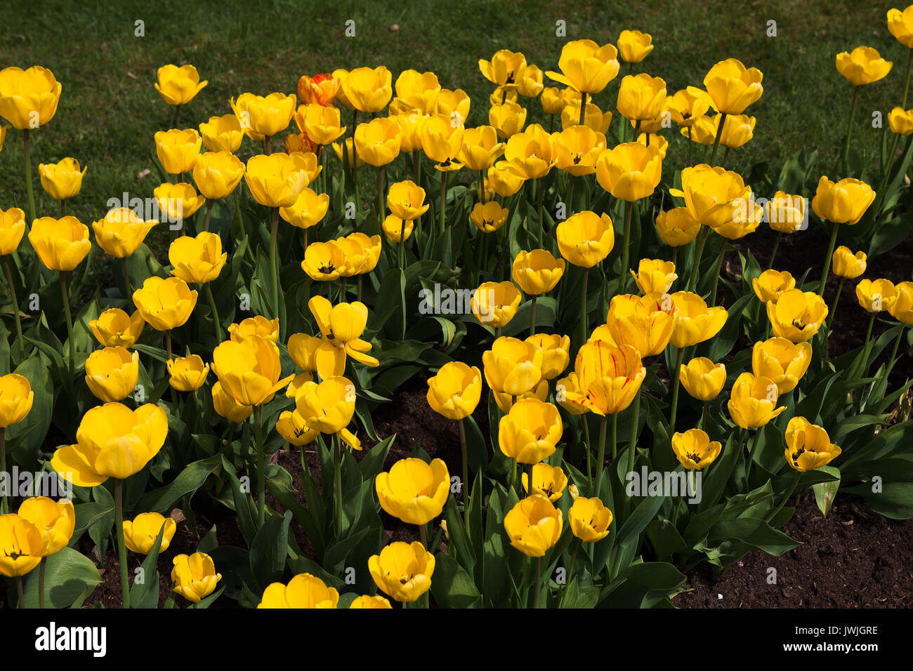 Beautiful yellow tulips. Summer garden landscape design Stock Photo - Alamy