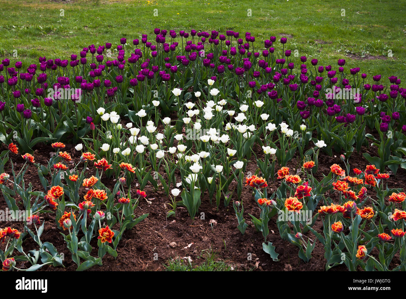 Red, white and violet tulips. Summer garden landscape design Stock ...