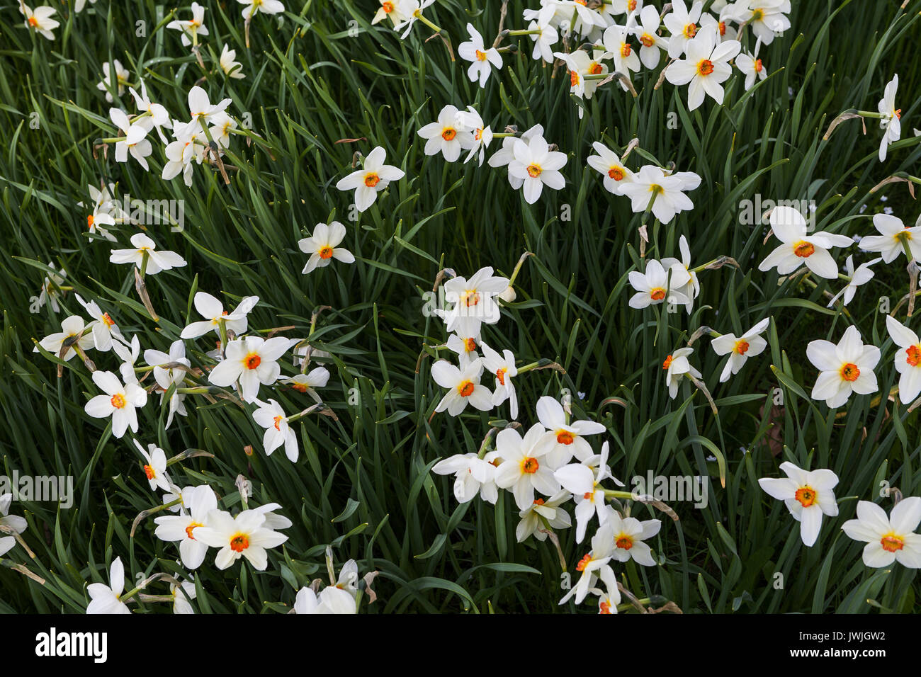 Beautiful white Narcissus Stock Photo - Alamy