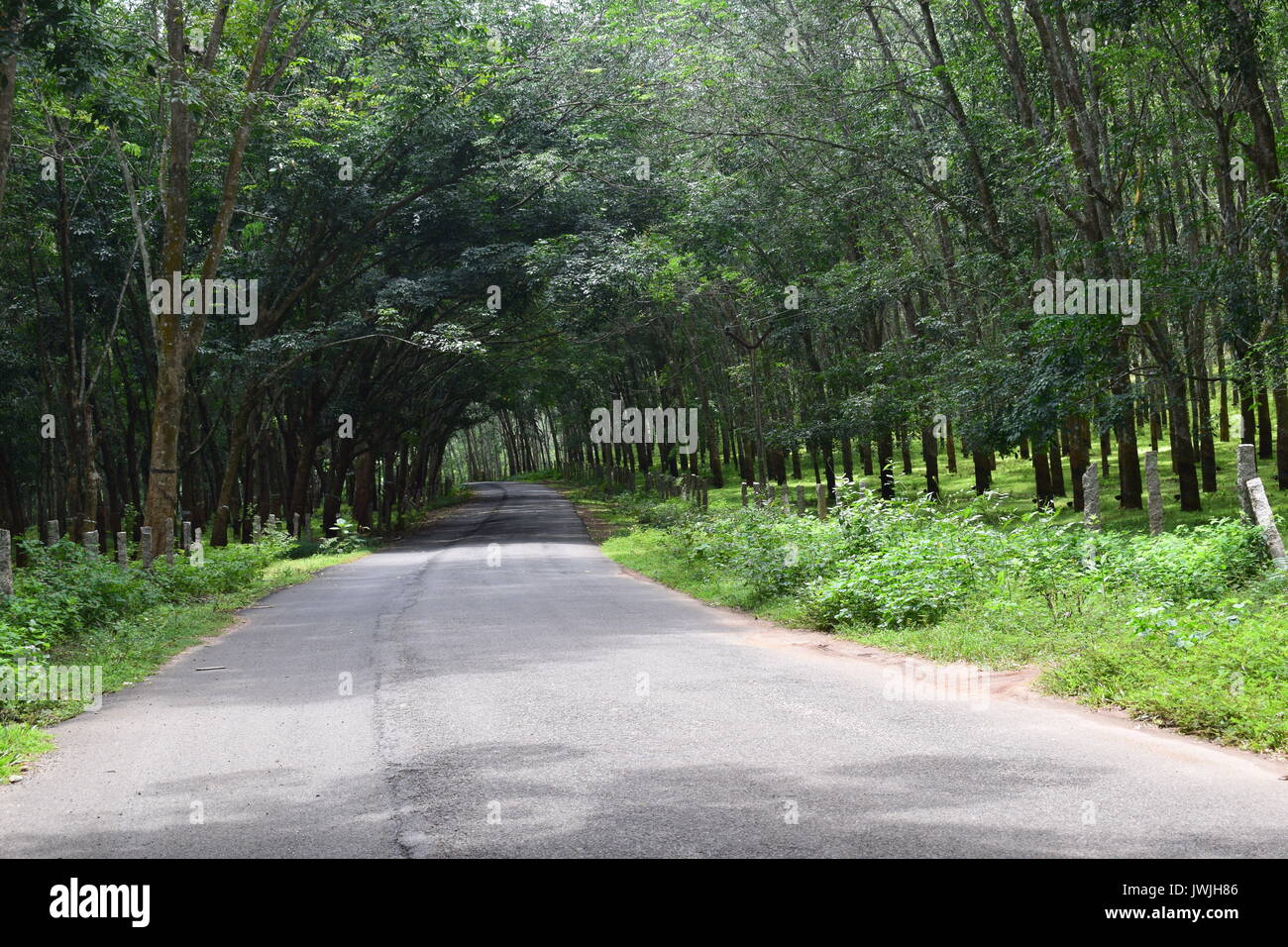 Road with trees Stock Photo - Alamy