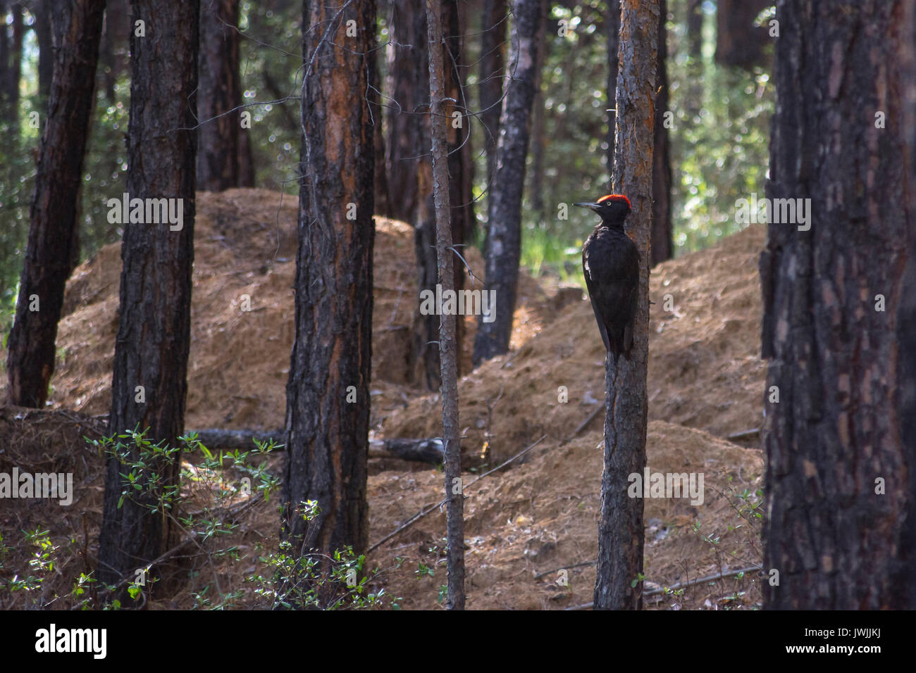 A pileated woodpecker pecking on a tree in the woods Stock Photo - Alamy