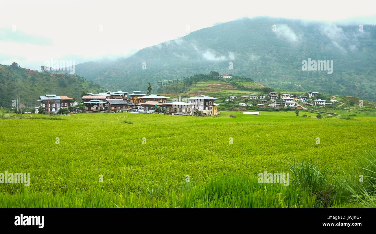 Paddy rice field with rural houses at the Sopsokha village, Bhutan ...