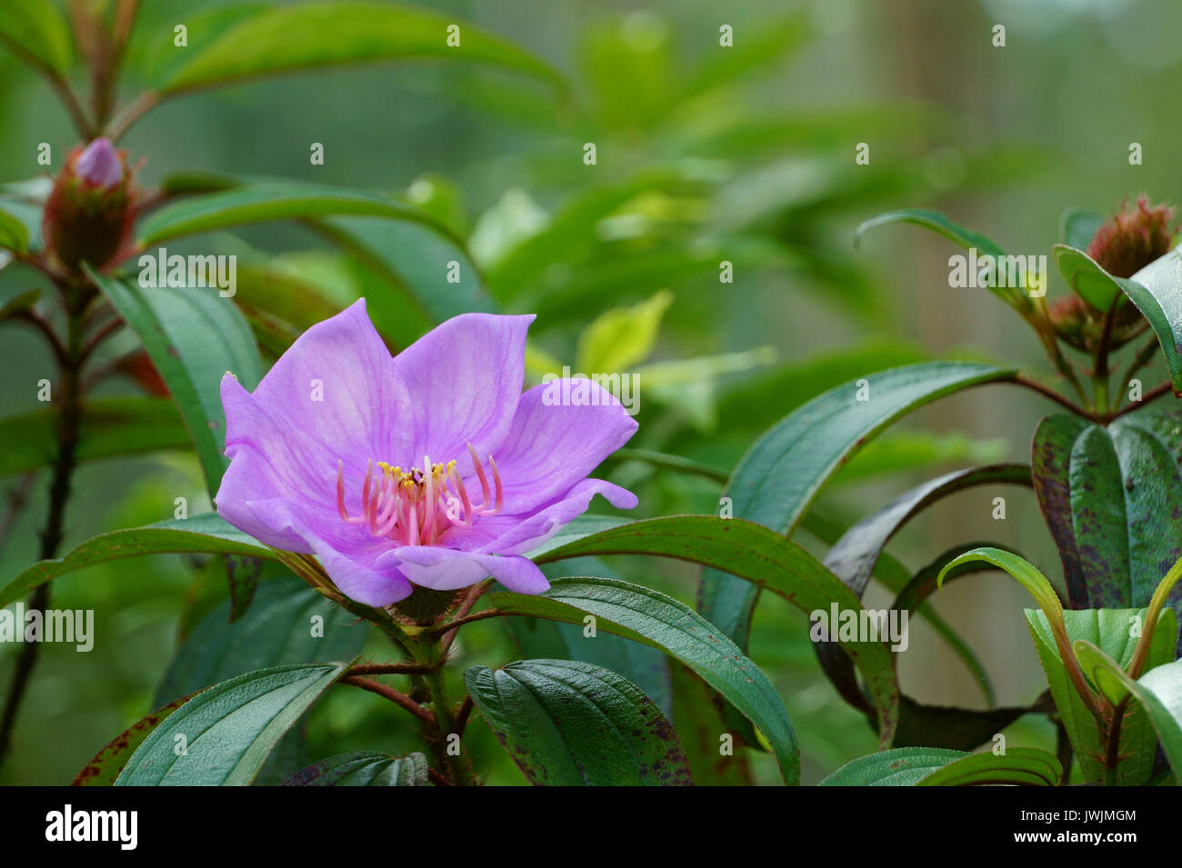 Melastoma malabathricum hi-res stock photography and images - Alamy