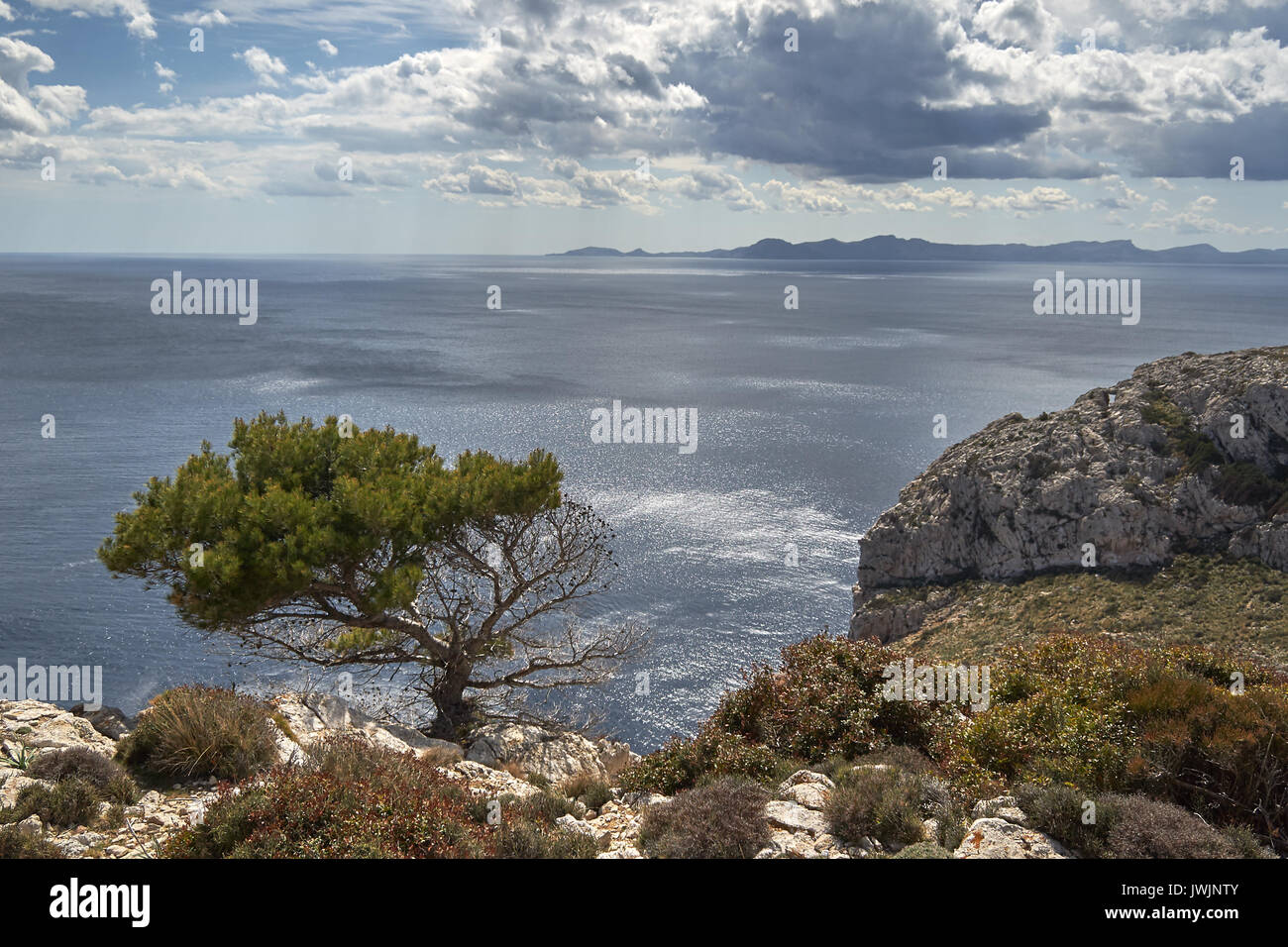 Seascape with unique tree and rock in the first plane and the Menorca ...