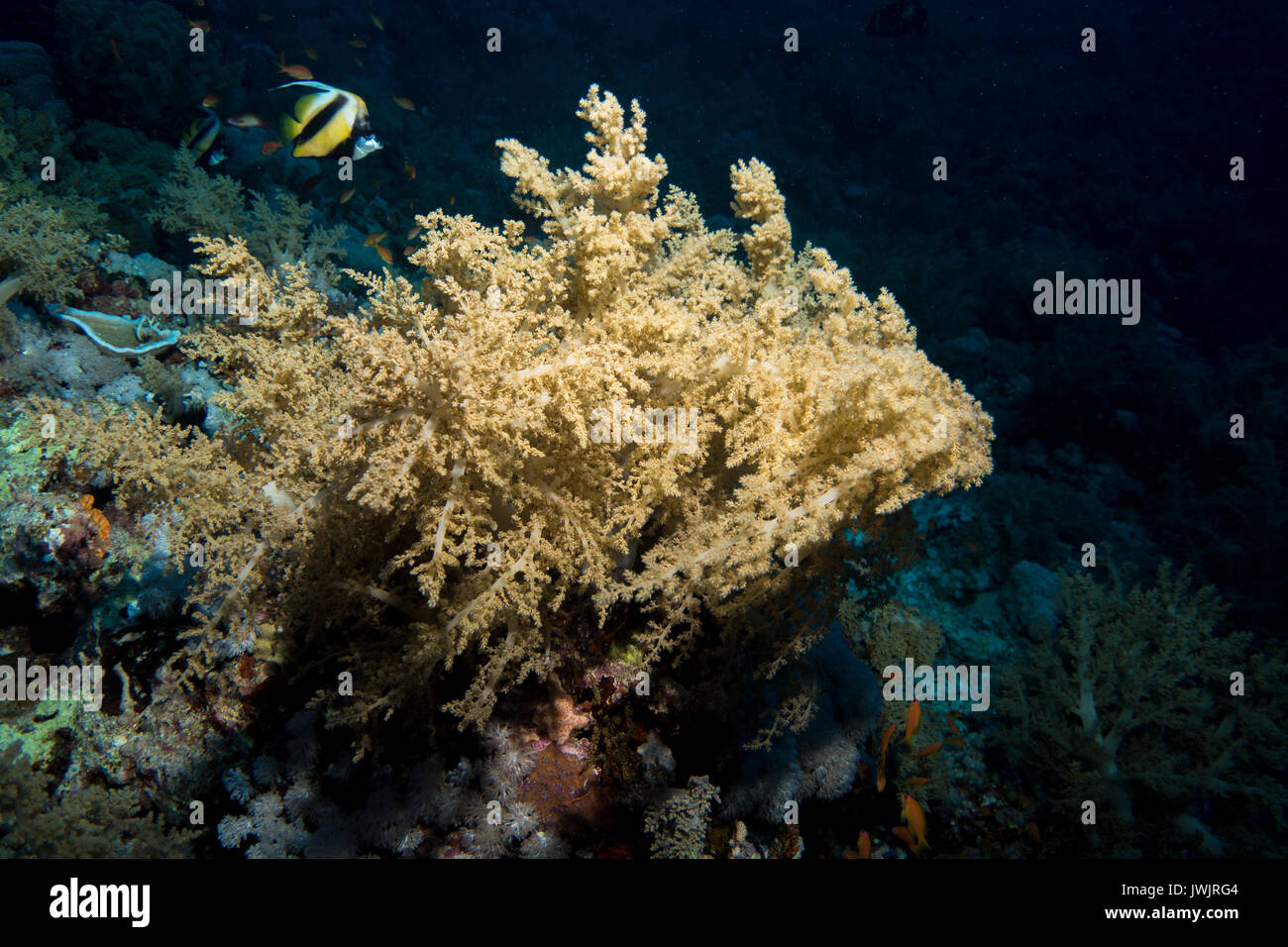 White polyps red coral hi-res stock photography and images - Alamy