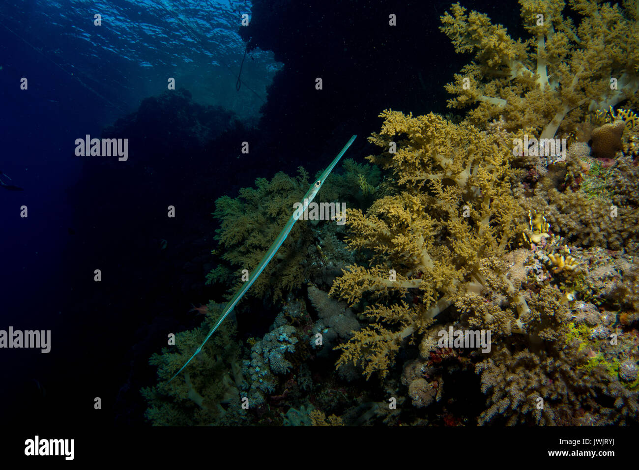 flute fish in the red sea in egypt Stock Photo - Alamy