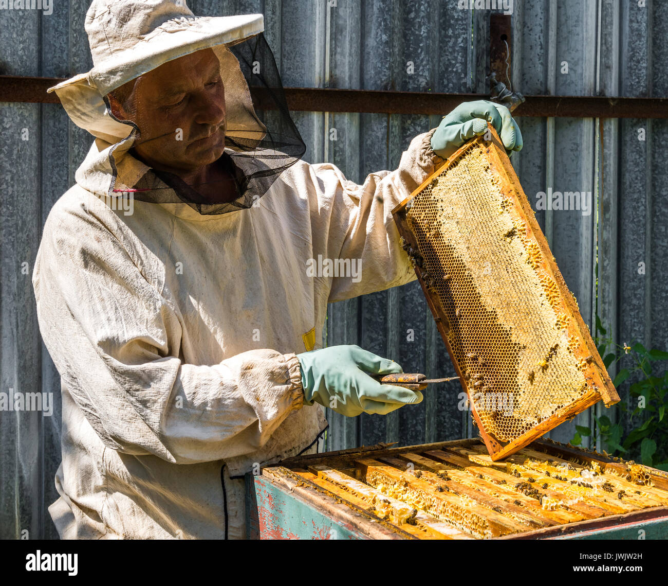 Dog with bee sting hi-res stock photography and images - Alamy