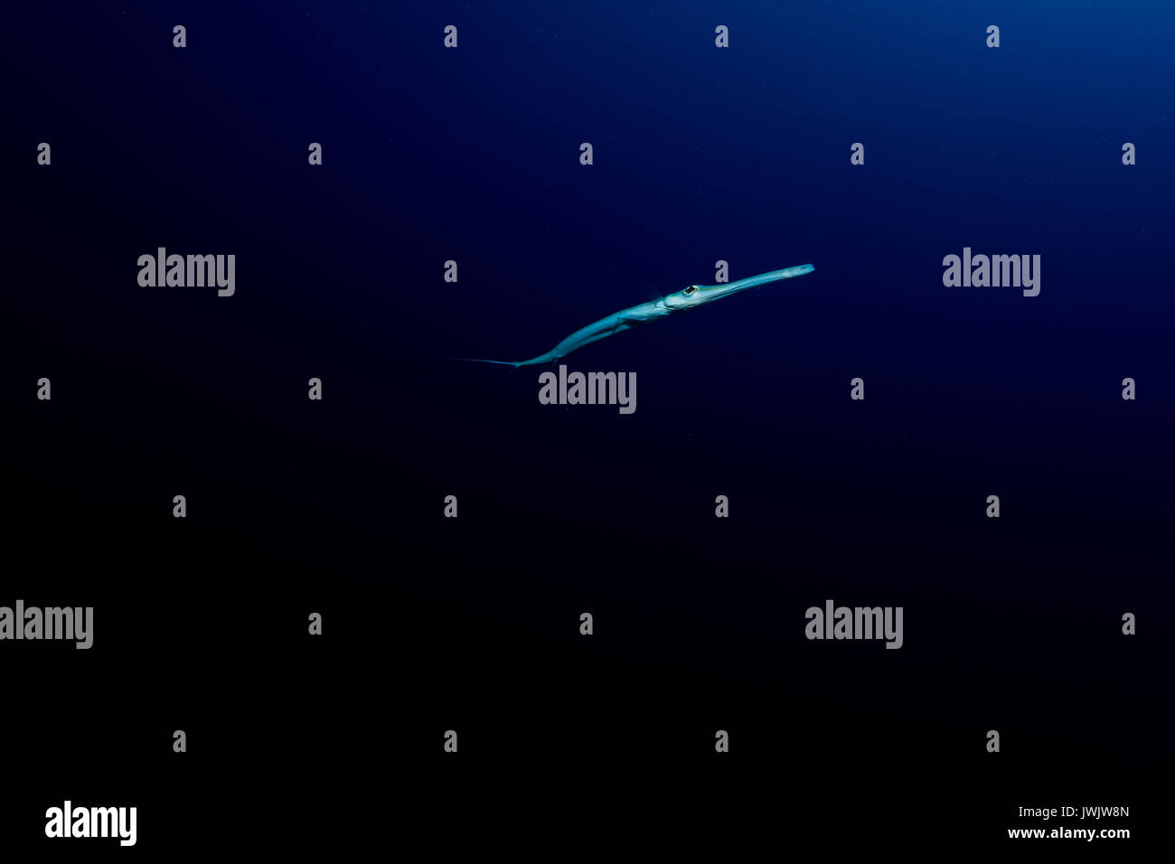 Giant clam in red sea hi-res stock photography and images - Alamy