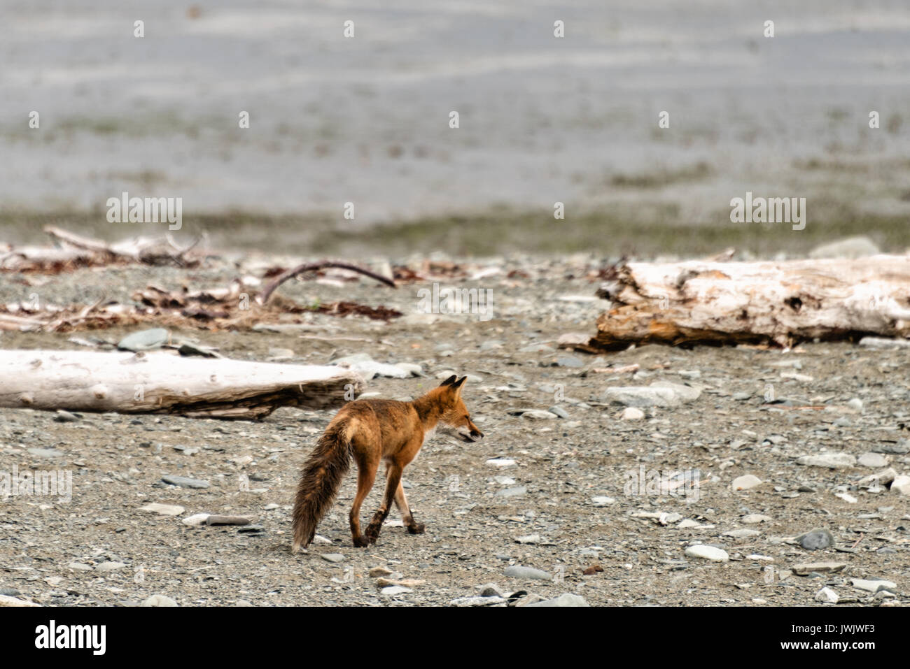 A red fox adult heads out to hunt on the beach at the McNeil River ...