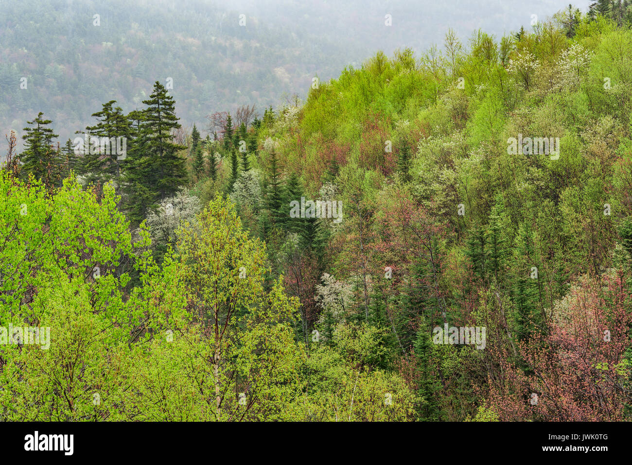 Spring view of the White Mountain National Forest along Kancamagus ...