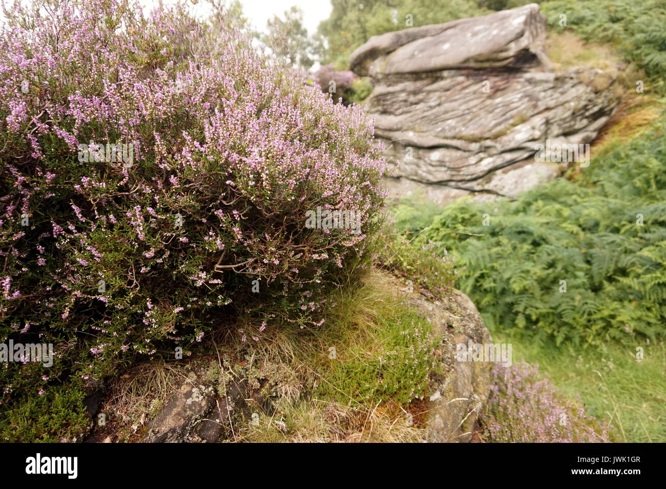 Purple heather at the top of Froggatt Edge, Peak District National Park ...