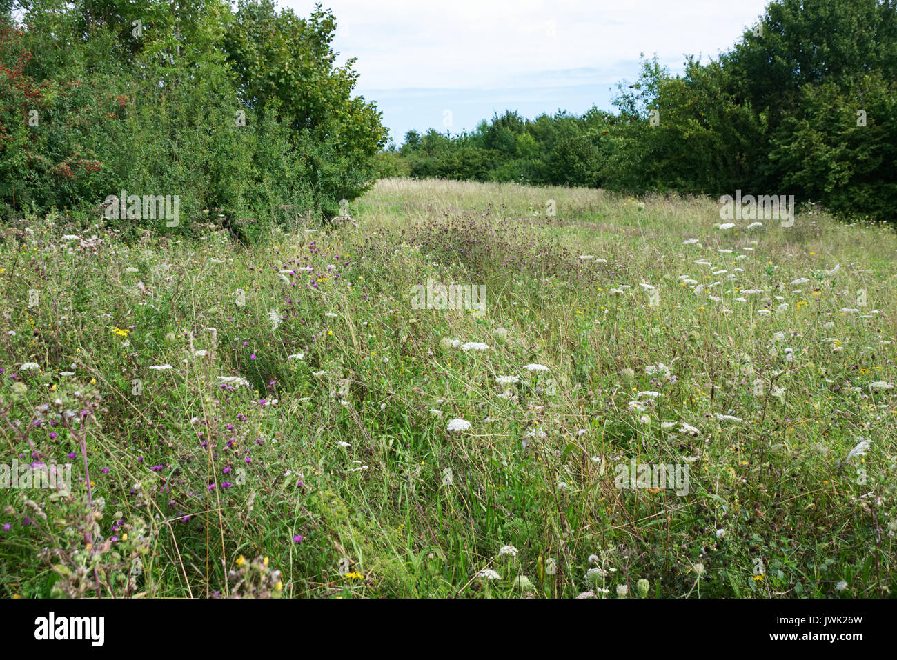 Wild flower countryside meadow Stock Photo - Alamy