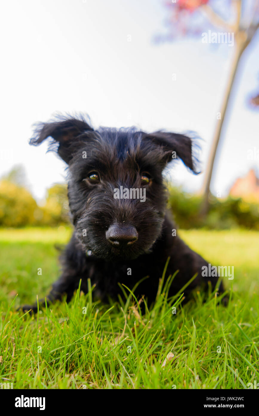 Scottish terrier puppy dog hi-res stock photography and images - Alamy